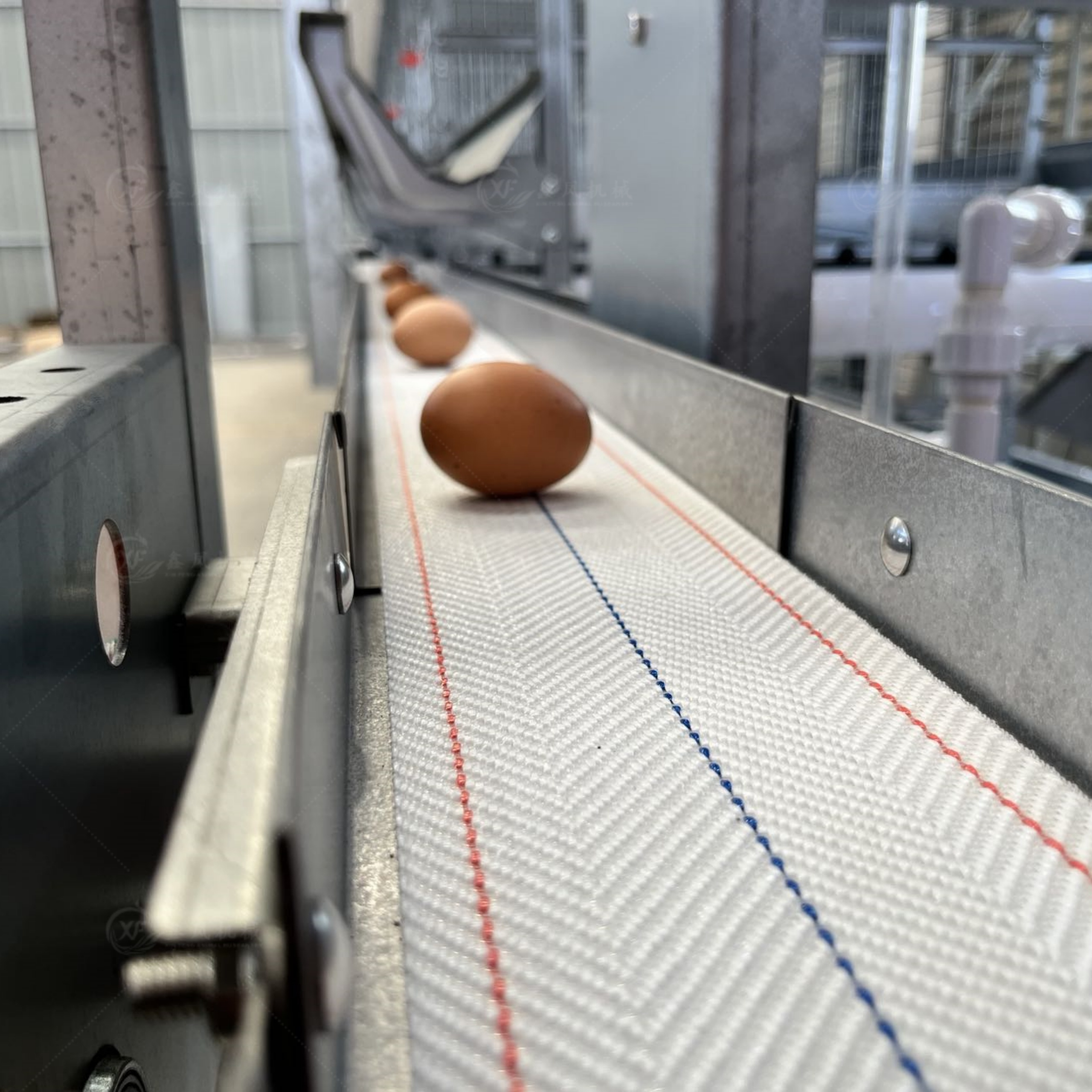 Egg picking machine explanation-Henan Xinfeng Machinery Equipment Co., Ltd